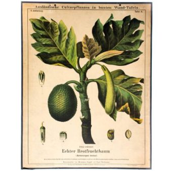 IV – LEGEND OF THE BREAD-FRUIT TREE – Tales of Hawai'i