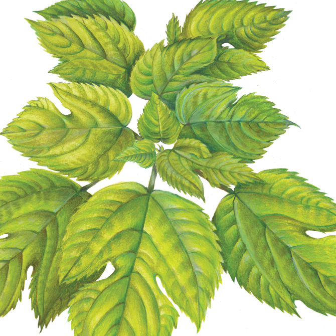 IX – THE LEGENDARY ORIGIN OF KAPA – Tales of Hawai'i