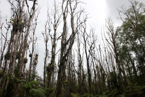 Saving Ohia: Hawaii’s Sacred Tree – Tales of Hawai'i