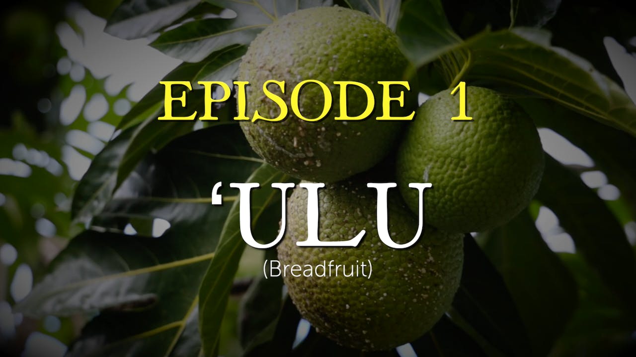 Nā Pua Pasifika -1 – ‚Ulu – Tales of Hawai'i